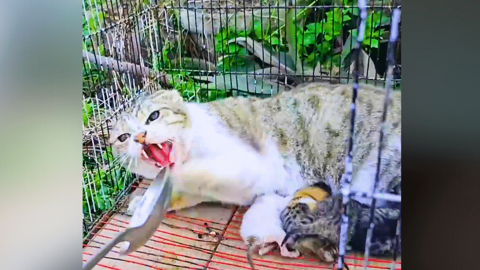 Mama Cat Protected Her Kittens With Terrifying Screams — Then Locals ...