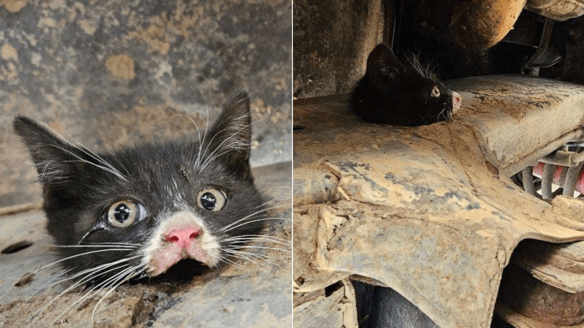 Tiny Kitten Got Horribly Trapped Inside A Truck Frame And The Rescue ...