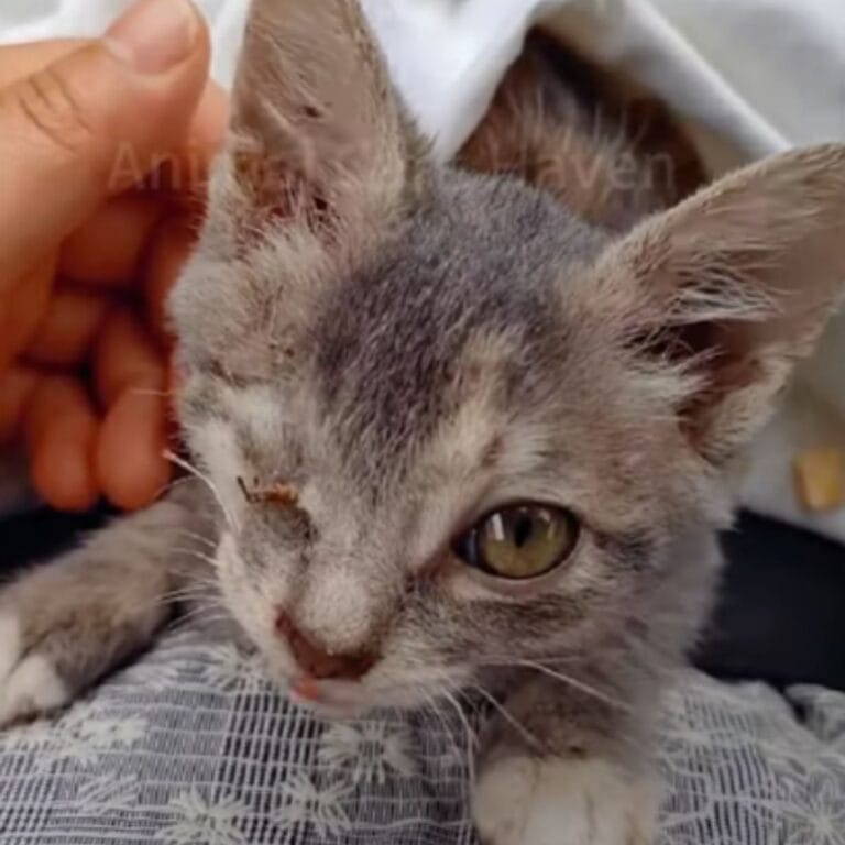Maggot-Covered Kitten Rescued From The Brink Of Death Until Vets Looked ...