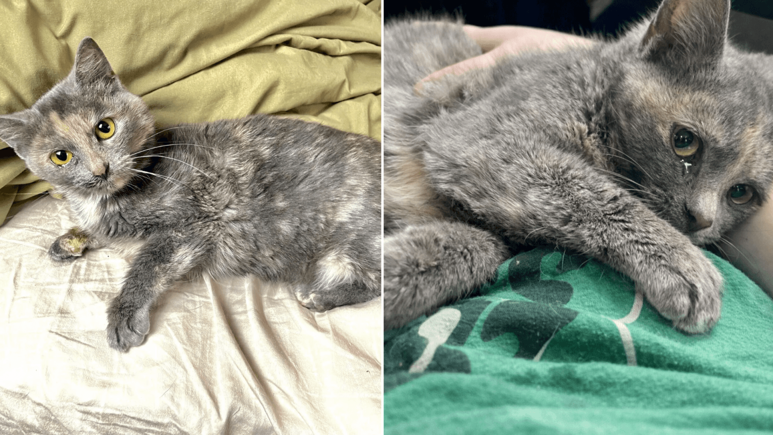Heartless Owner Dumped This Kitten At A Kill Shelter — But Then CCTV ...