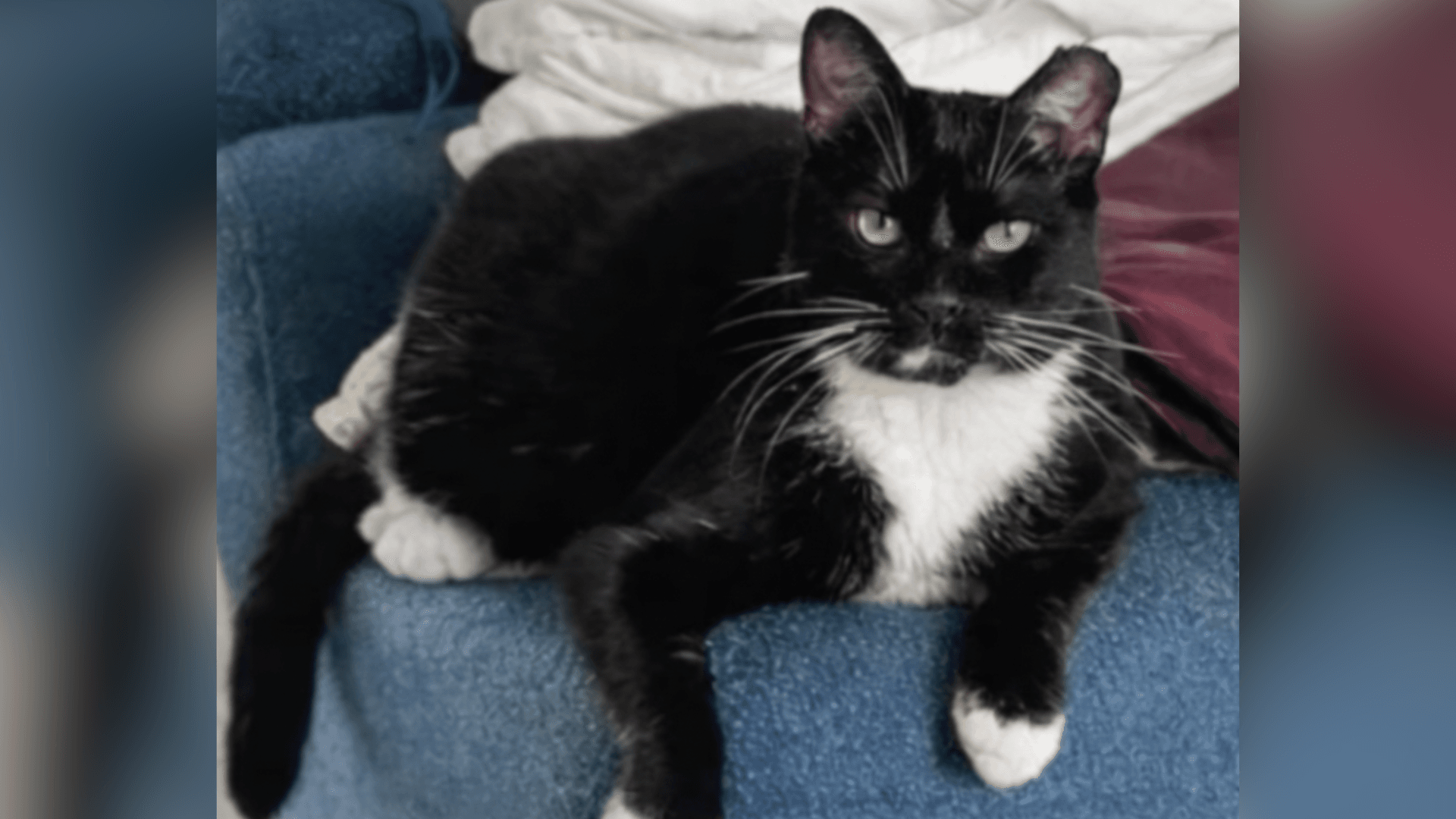 Cat Sparks Airport Drama And $5,000 Reward After Escaping Carrier At ...