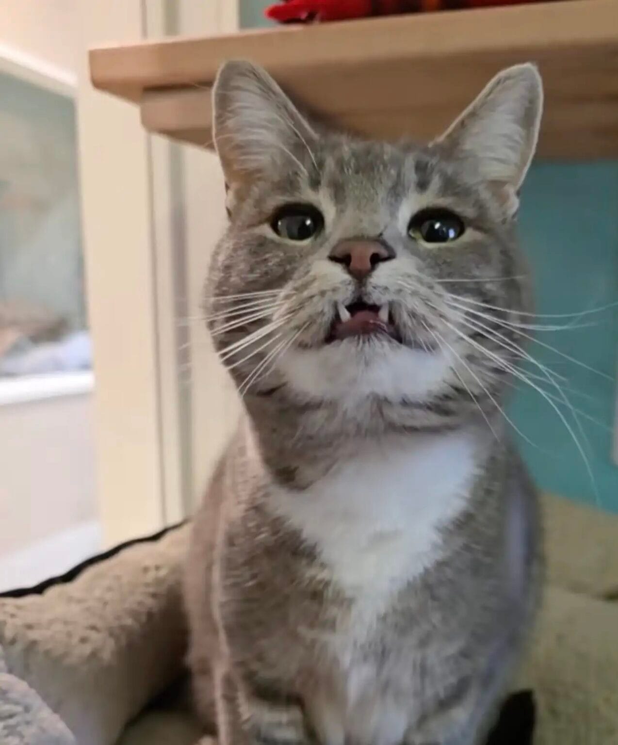 Poor Cat Waited Over 700 Days In A Shelter — Until Staff Realized One ...